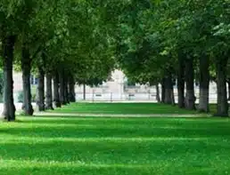 Laurel Oak - Panorama Tree Care