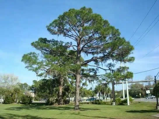 Slash Pine - Panorama Tree Care