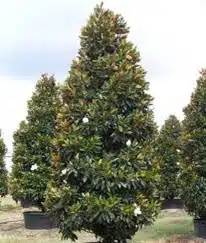 Southern Magnolia - Panorama Tree Care