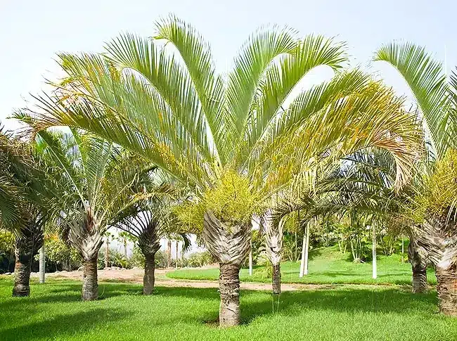 Triangle - Panorama Tree Care