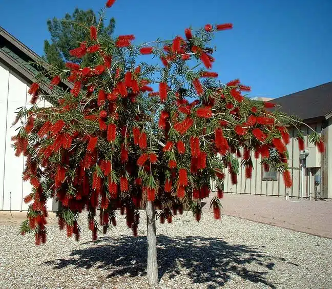 Vibrant Red Bottlebrush Plants for Sale | Panorama Tree Care
